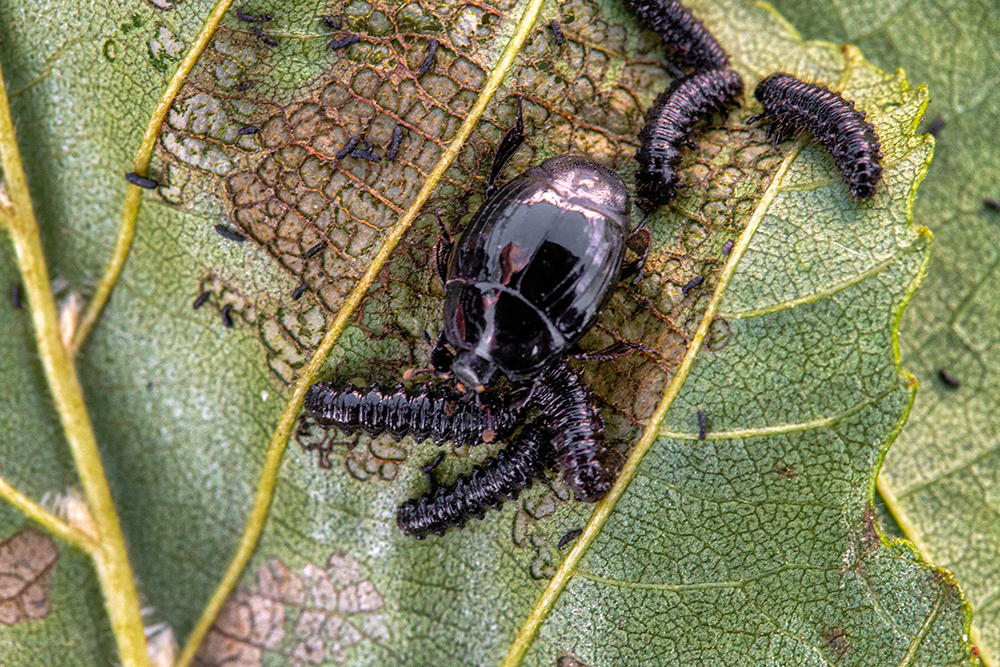 Gemeinschaft für Coleopterologie e. V. - Hister helluo